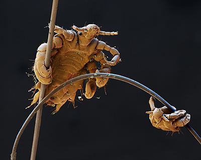Filzläuse, 40 fach vergrößert
